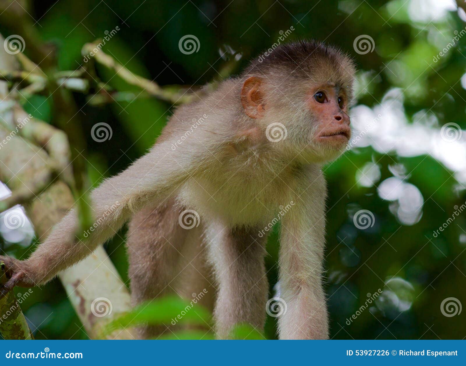 Capuchin monkey stock photo. Image of jungle, primate - 53927226