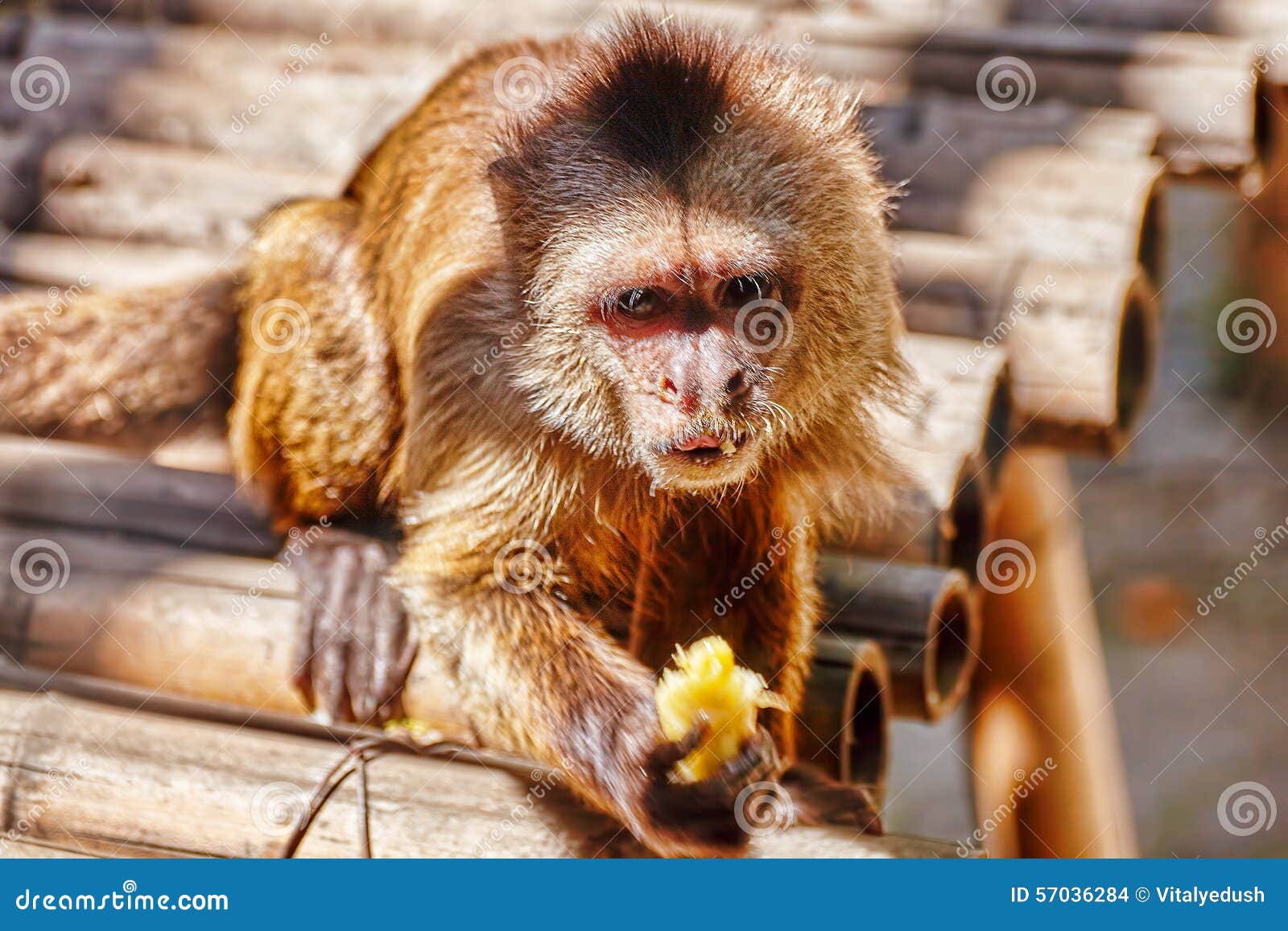 Capuchin Monkey in Their Natural Habitat. Stock Photo - Image of brown ...