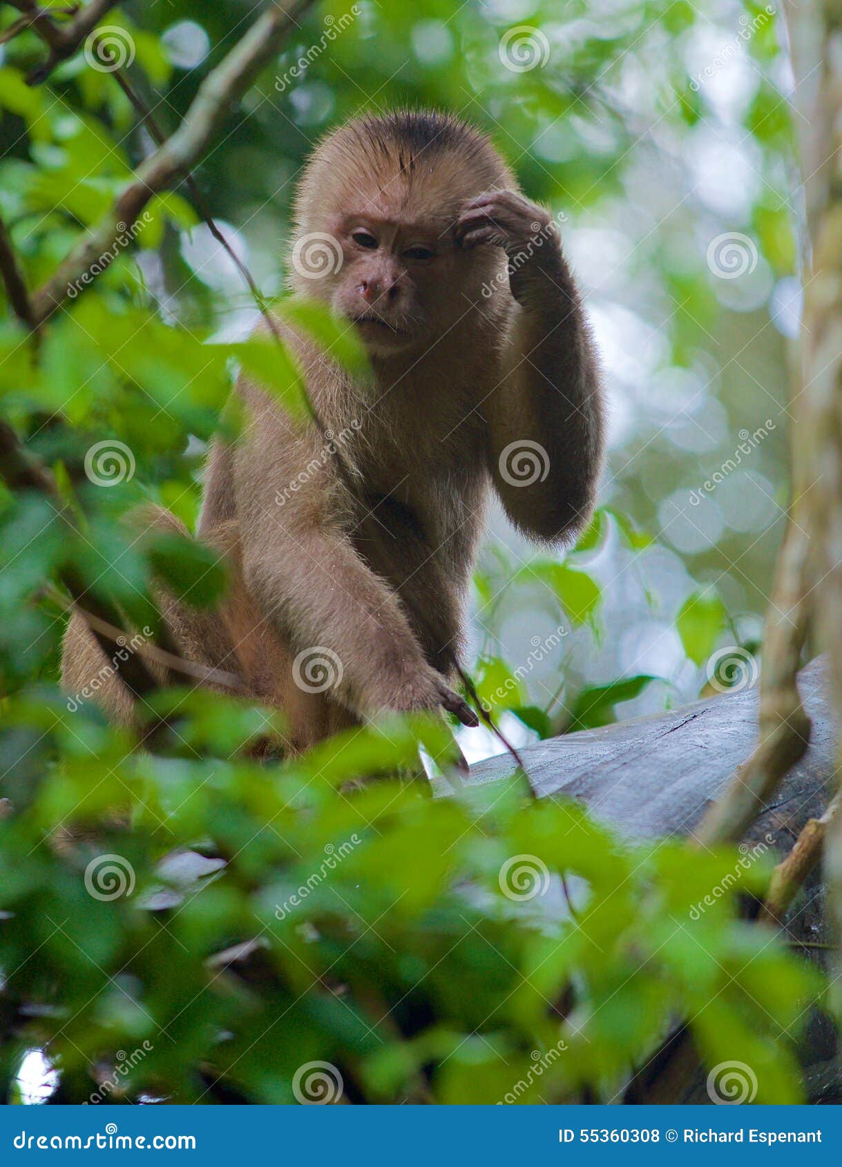Capuchin Monkey stock photo. Image of face, brown, primate - 55360308