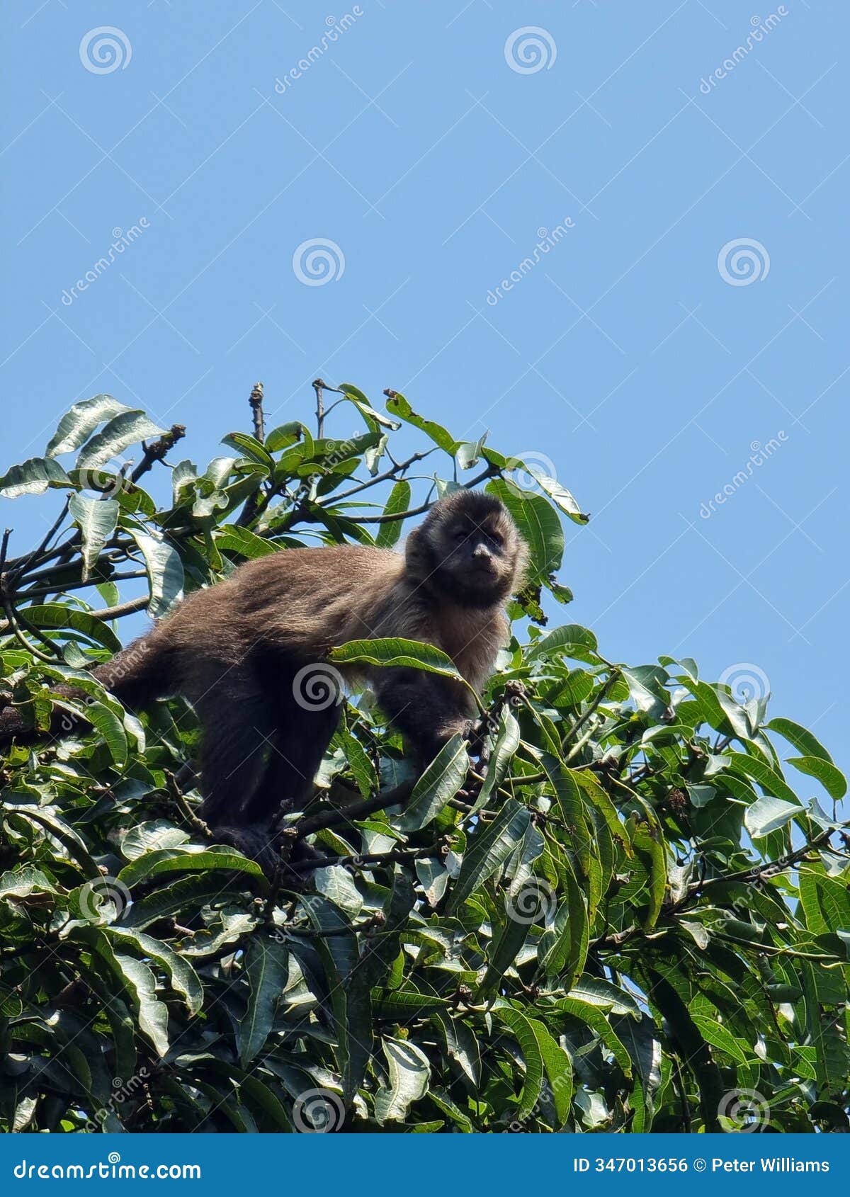Capuchin monkey on a tree stock photo. Image of wildlife - 347013656