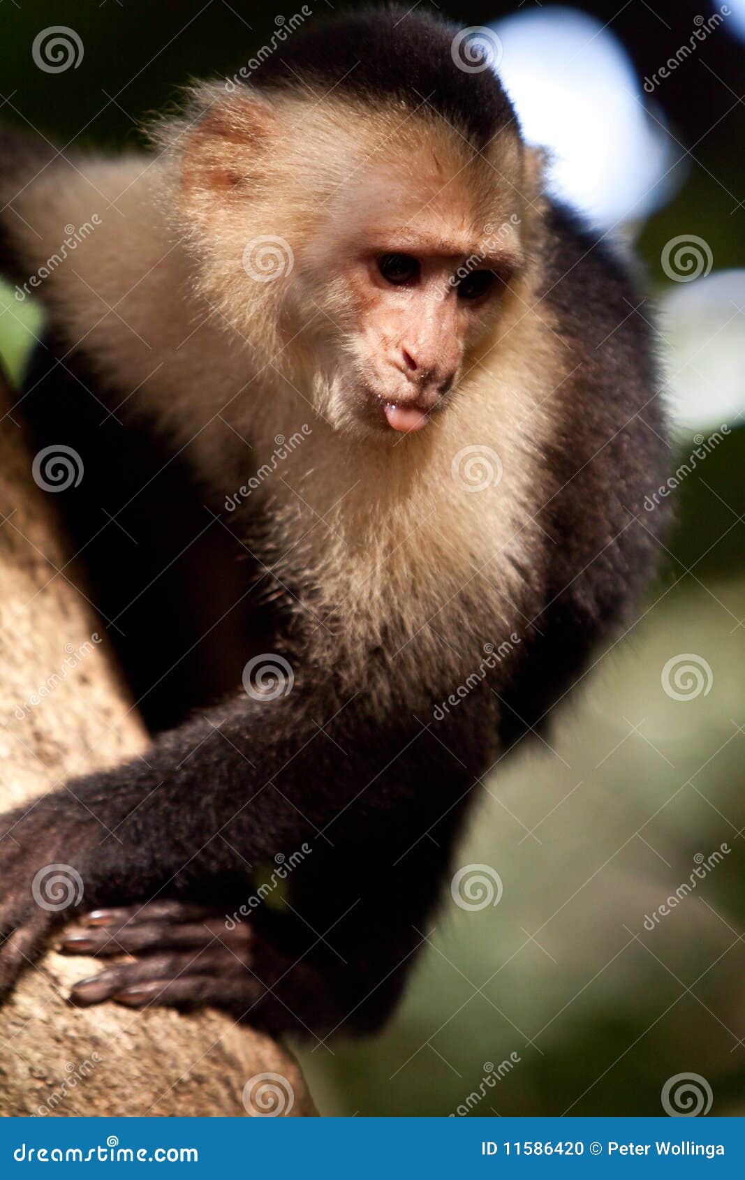 Capuchin monkey in a tree stock photo. Image of leaves - 11586420
