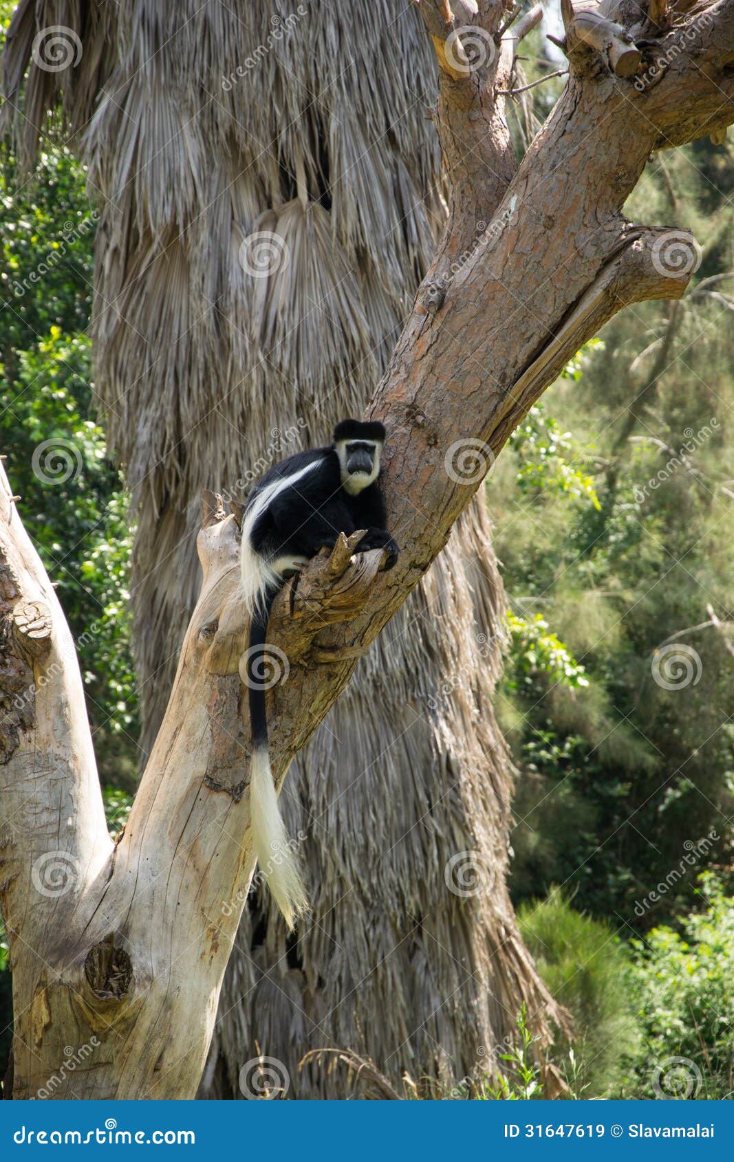 Capuchin Monkey in Tree stock image. Image of color, capuchin - 31647619