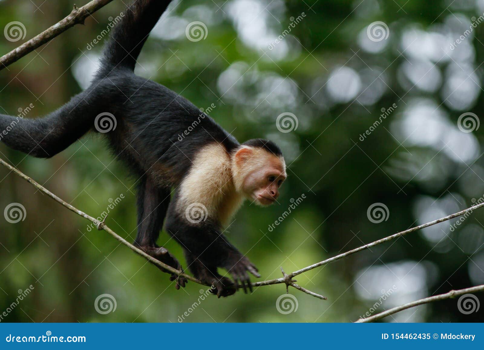 Capuchin Monkey on vine stock image. Image of wild, capuchin - 154462435