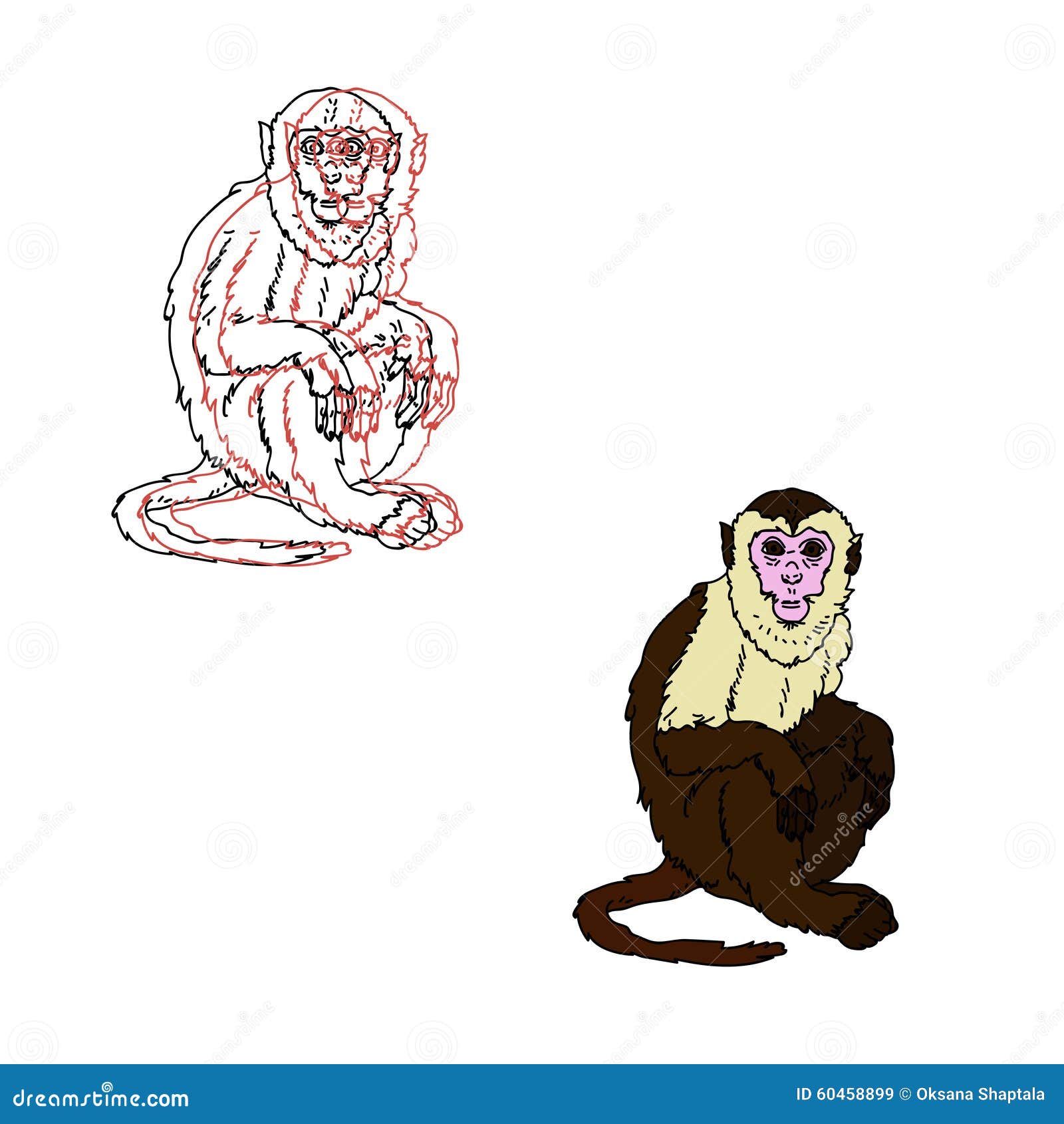 Capuchin Monkey on a White Background Stock Illustration - Illustration ...