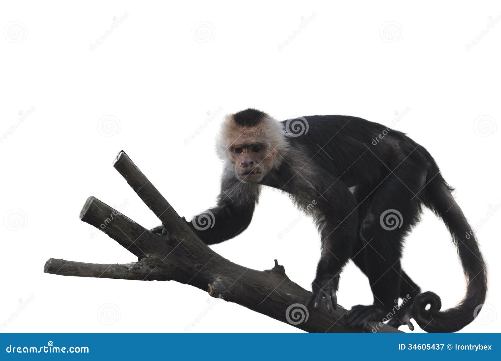 Capuchin Monkey on White Background Stock Image - Image of outdoor ...