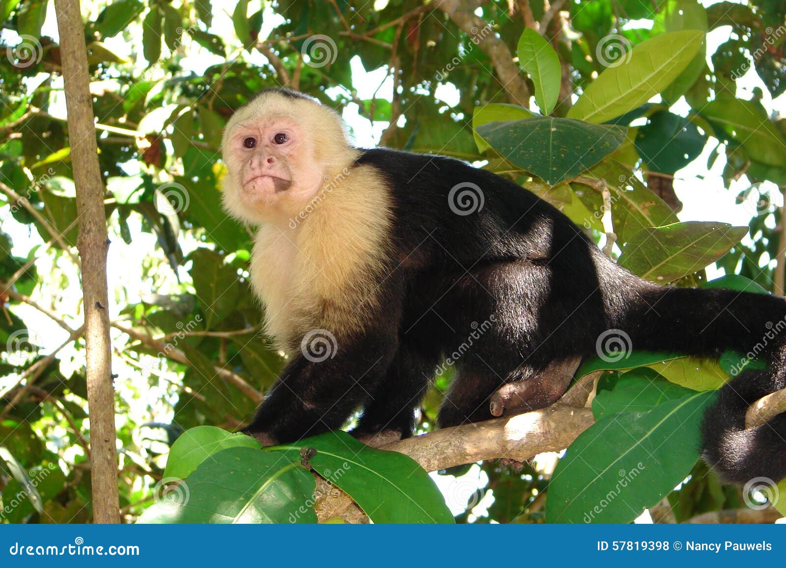 Capuchin monkey in tree. stock photo. Image of mammal - 57819398