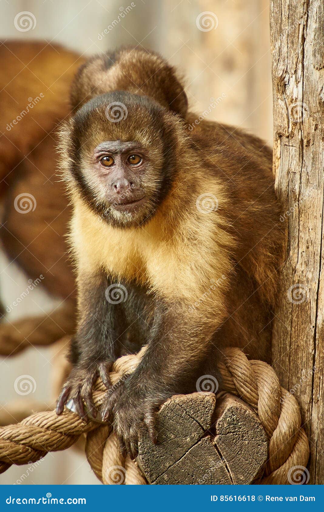 Capuchin monkey stock photo. Image of yellow, cebus, wild - 85616618