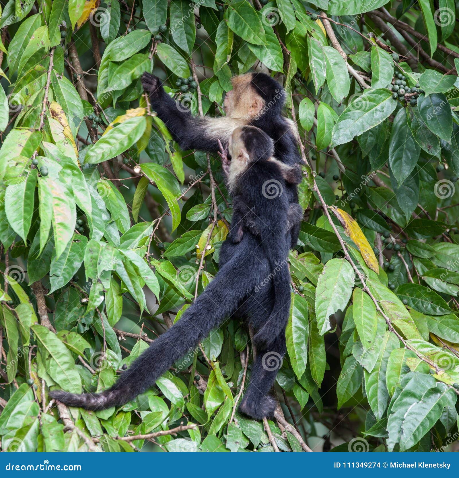 Capuchin Monkey with a Young One Stock Photo - Image of climbing, rica ...