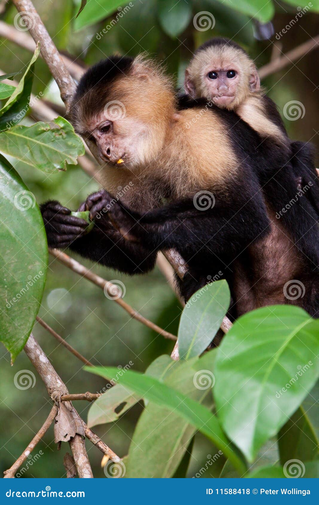 Capuchin Monkey with Young in a Tree Stock Photo - Image of young, tree ...