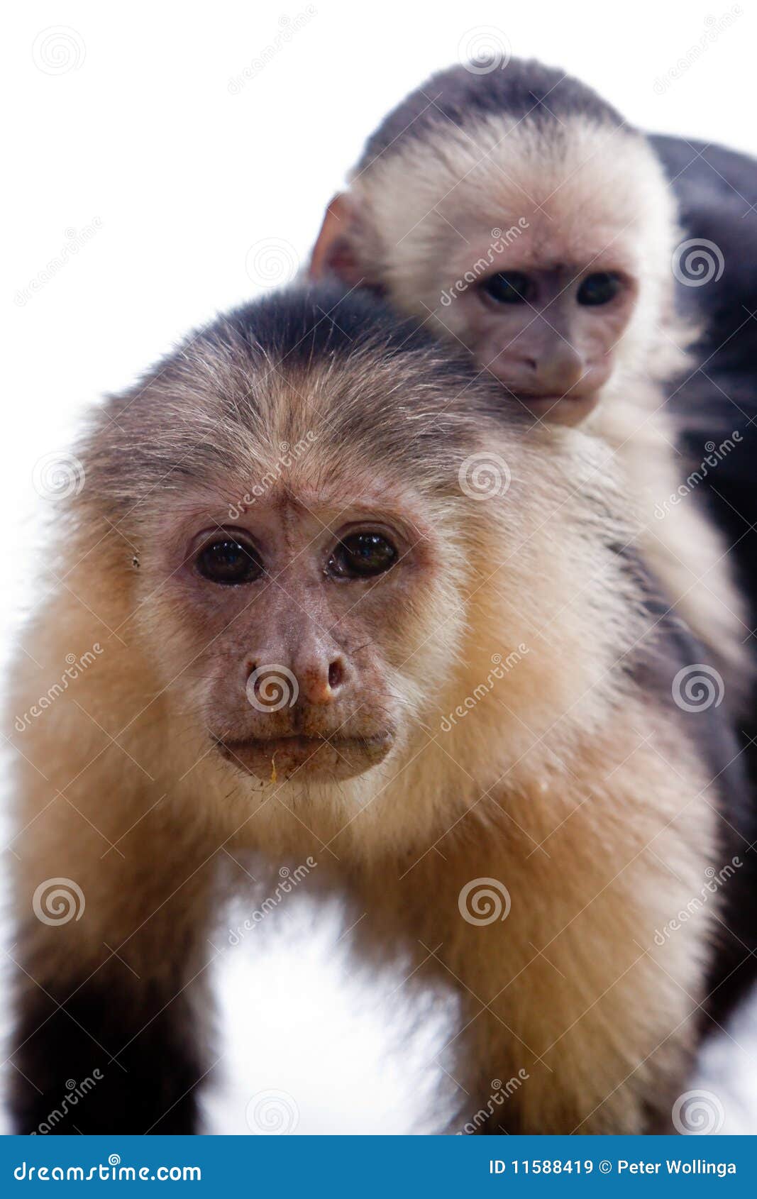 Angry Capuchin Monkey Royalty-Free Stock Photography | CartoonDealer ...