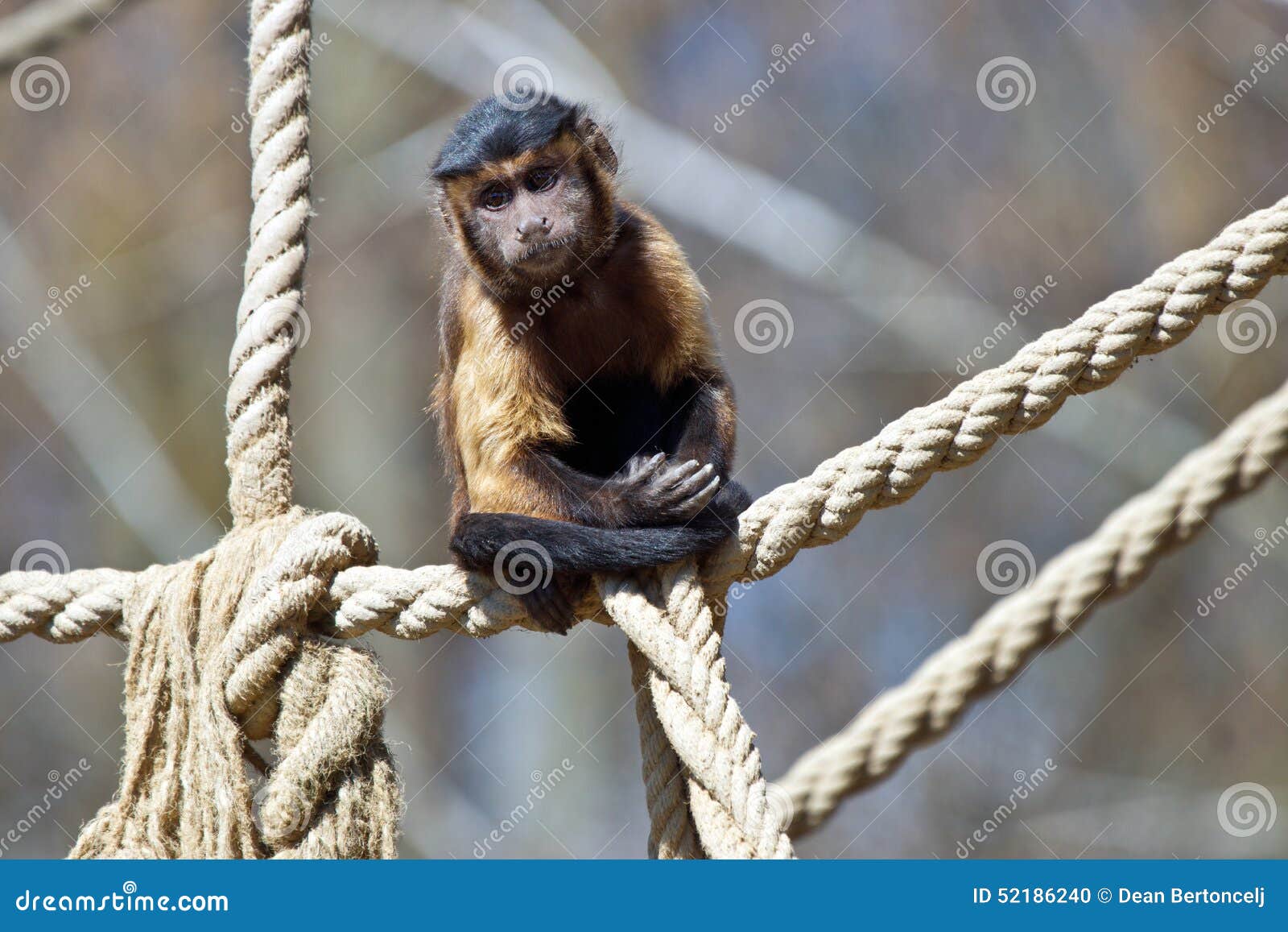 Capuchin monkey stock photo. Image of adorable, young - 52186240