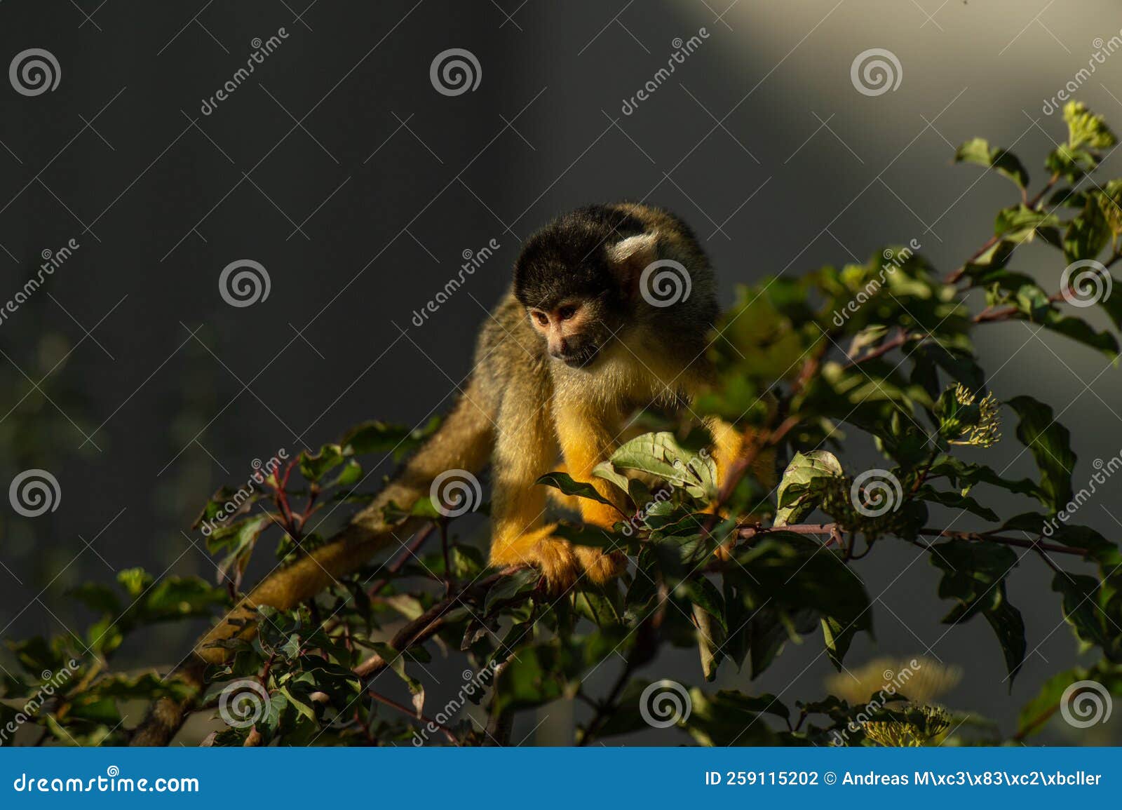 Capuchin Monkey at the Zoo stock photo. Image of capoucine - 259115202