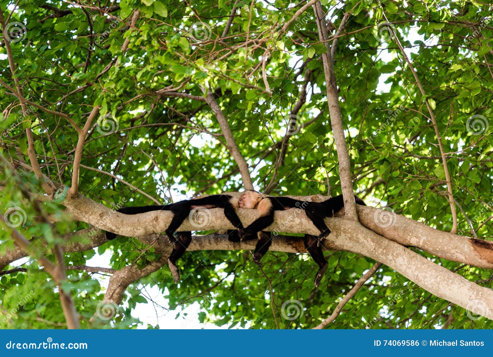 Capuchin Monkeys Holding Hands Stock Photo - Image of curious, rica ...
