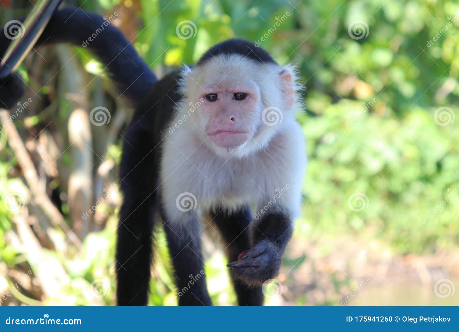 Capuchin Monkeys in the Rainforest in Central America Stock Photo ...