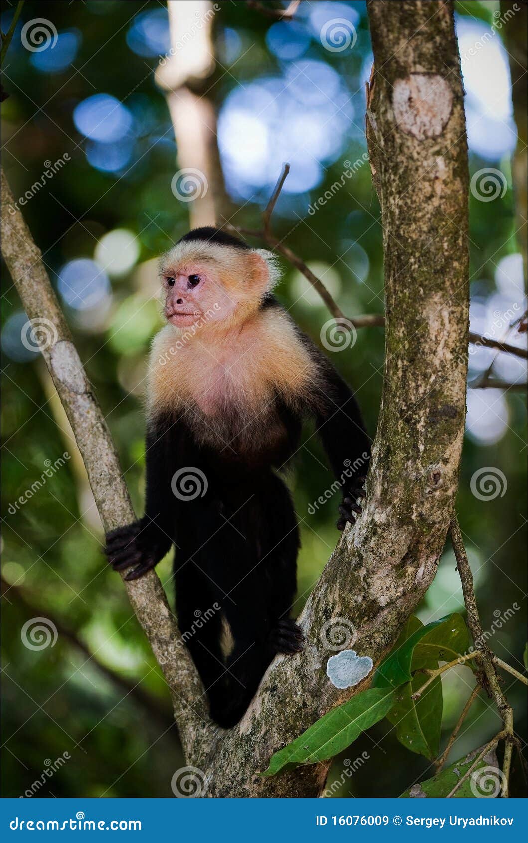 The Capuchin on a tree. stock image. Image of landscape - 16076009