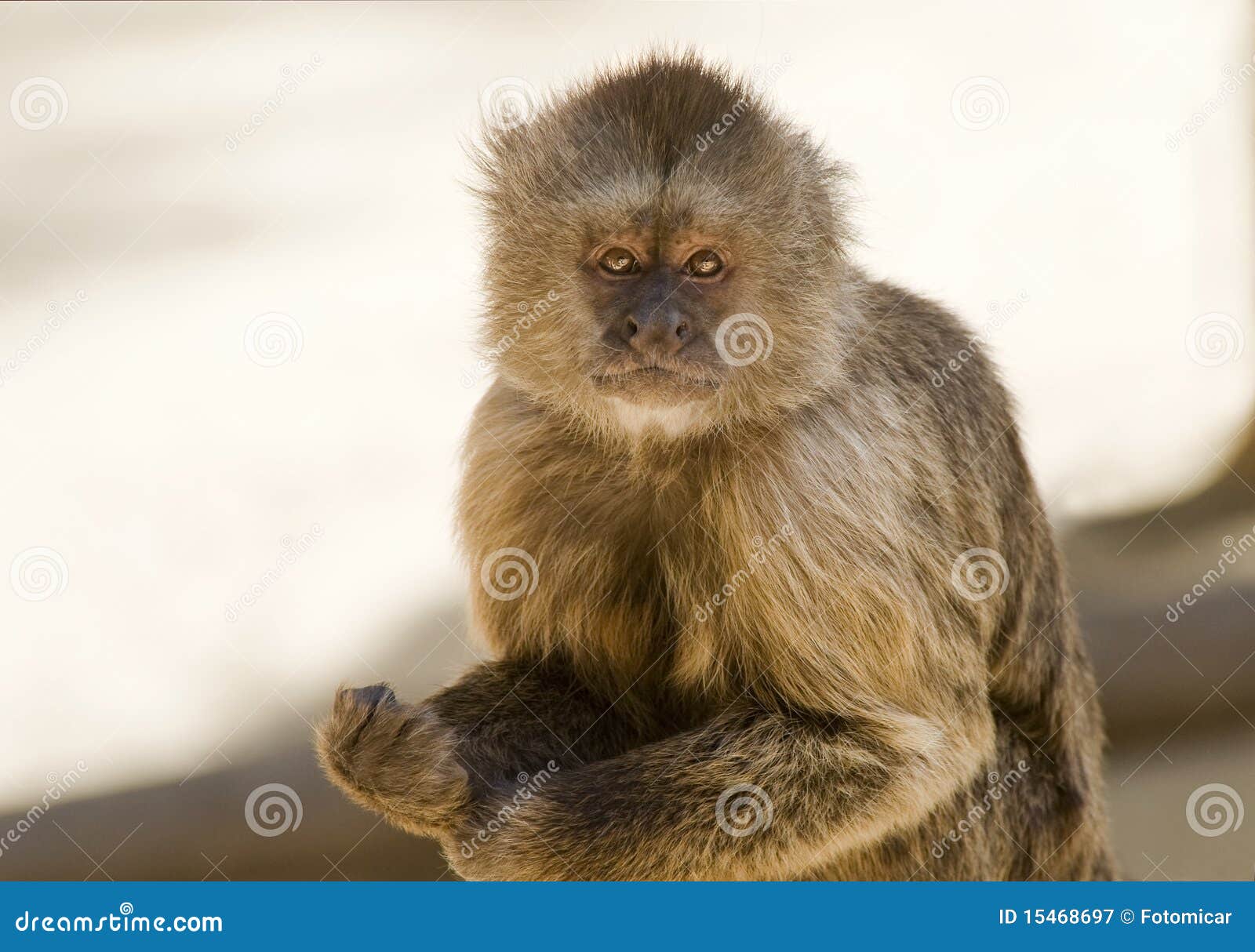 Capuchin Weeper Monkey stock image. Image of capuchin - 15468697