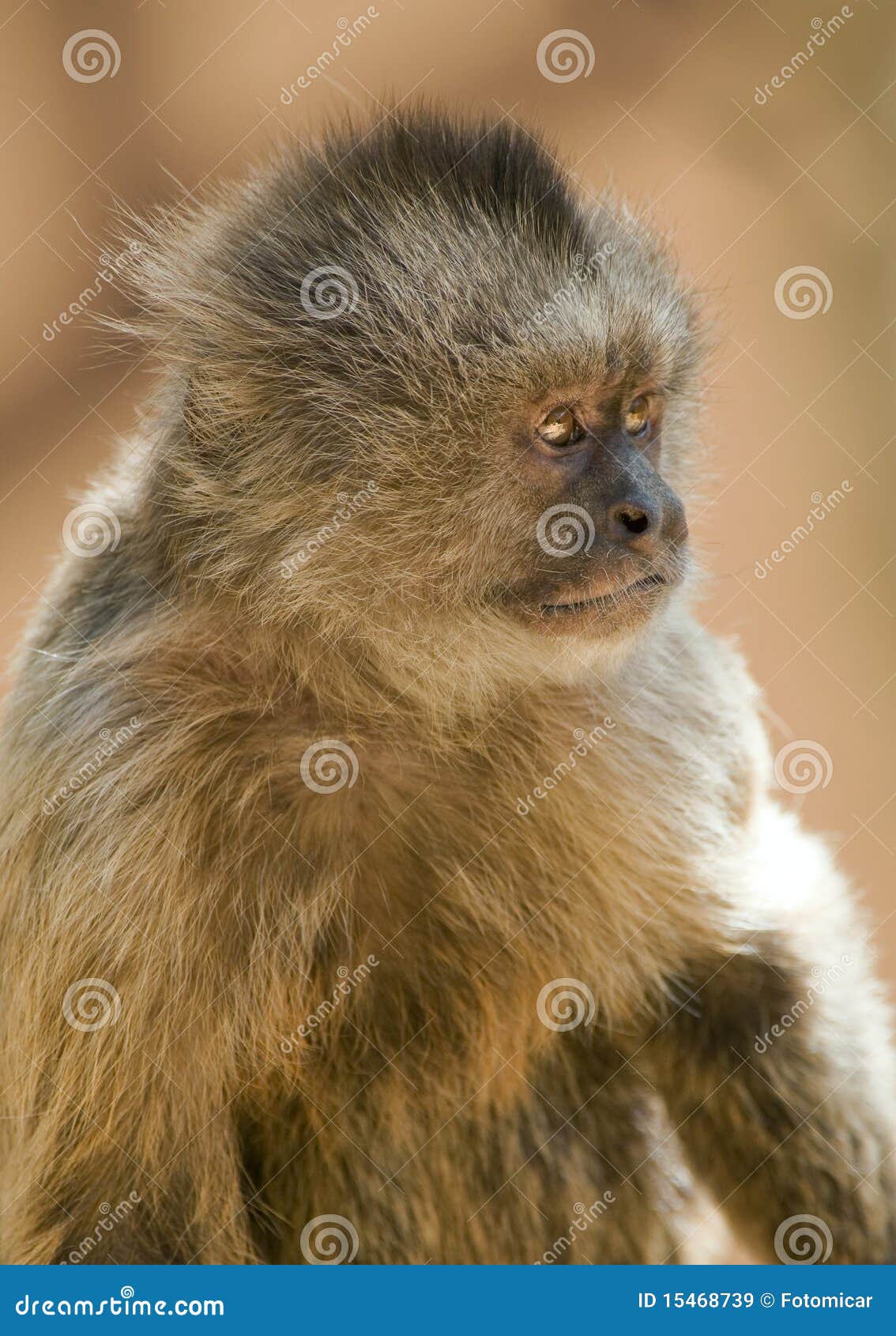 Capuchin Weeper Monkey stock image. Image of monkey, weeper - 15468739