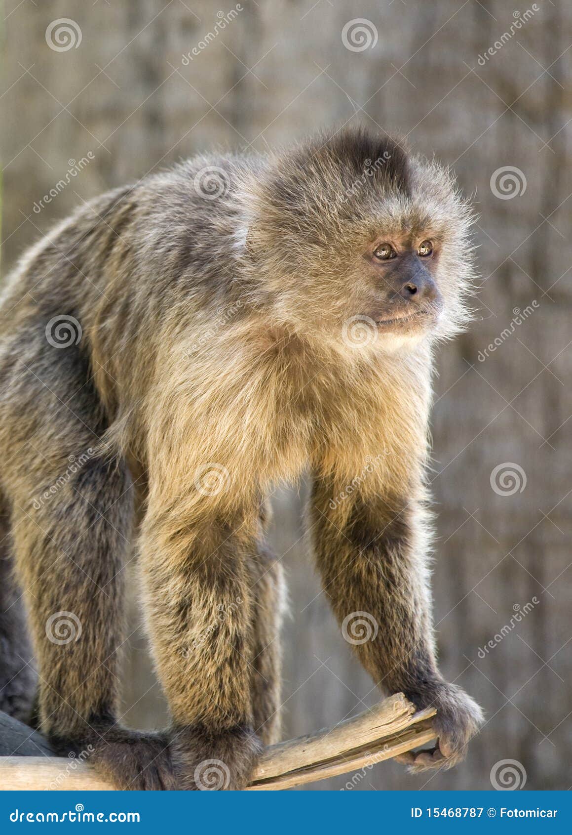 Capuchin Weeper Monkey stock image. Image of closeup - 15468787