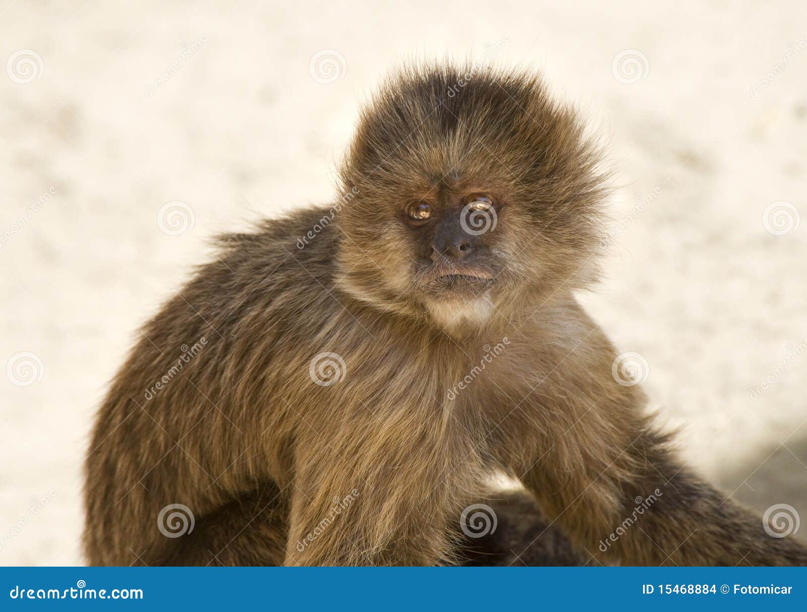 Capuchin Weeper Monkey stock photo. Image of america - 15468884