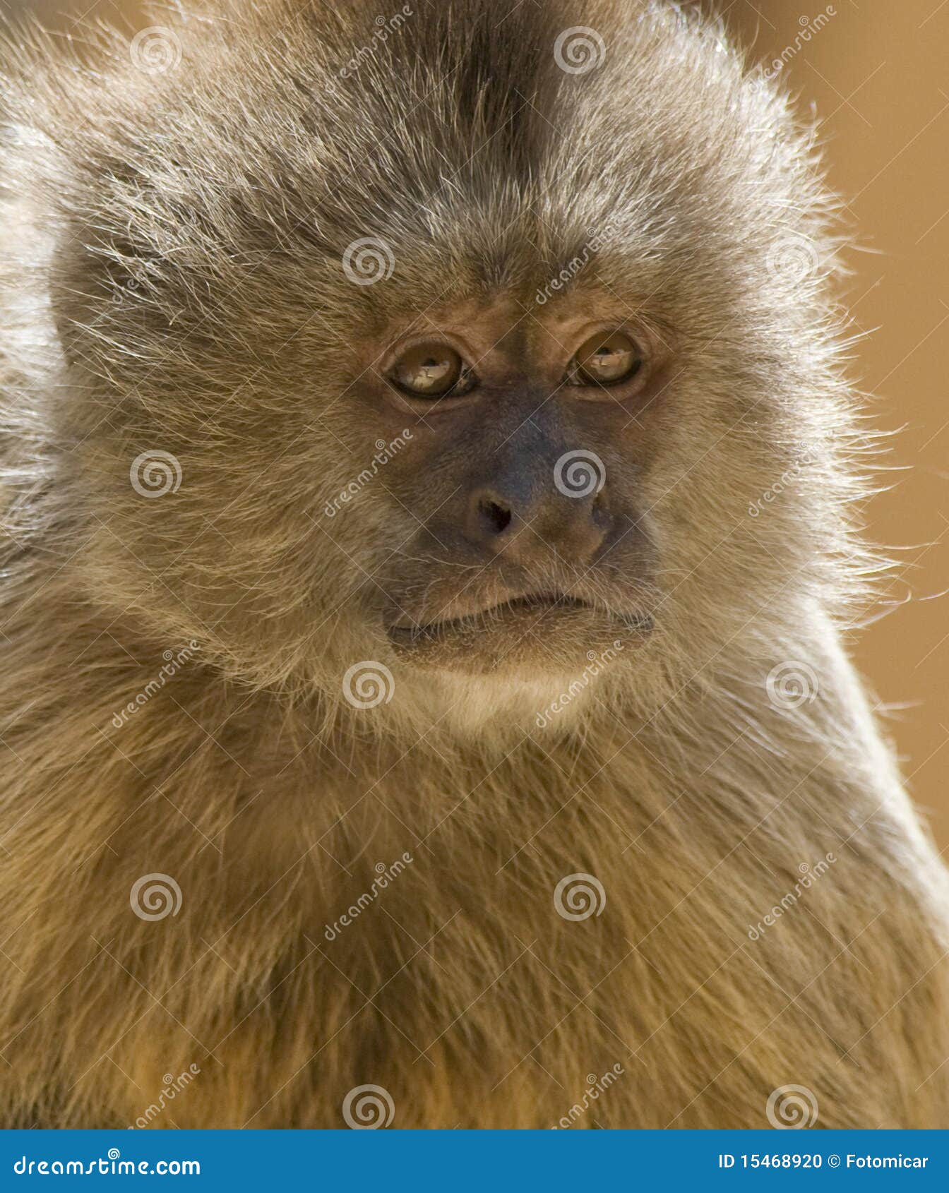 Capuchin Weeper Monkey stock photo. Image of closeup - 15468920