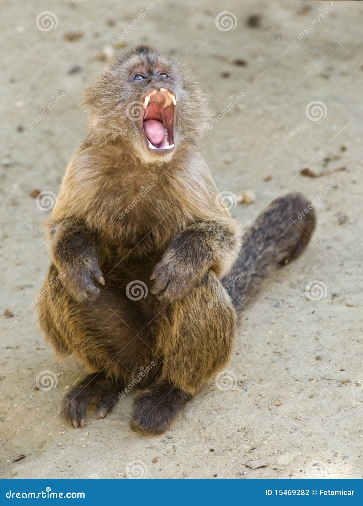 Capuchin Weeper Monkey stock photo. Image of diurnal - 15469282