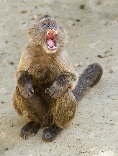 Capuchin Weeper Monkey stock photo. Image of diurnal - 15469282