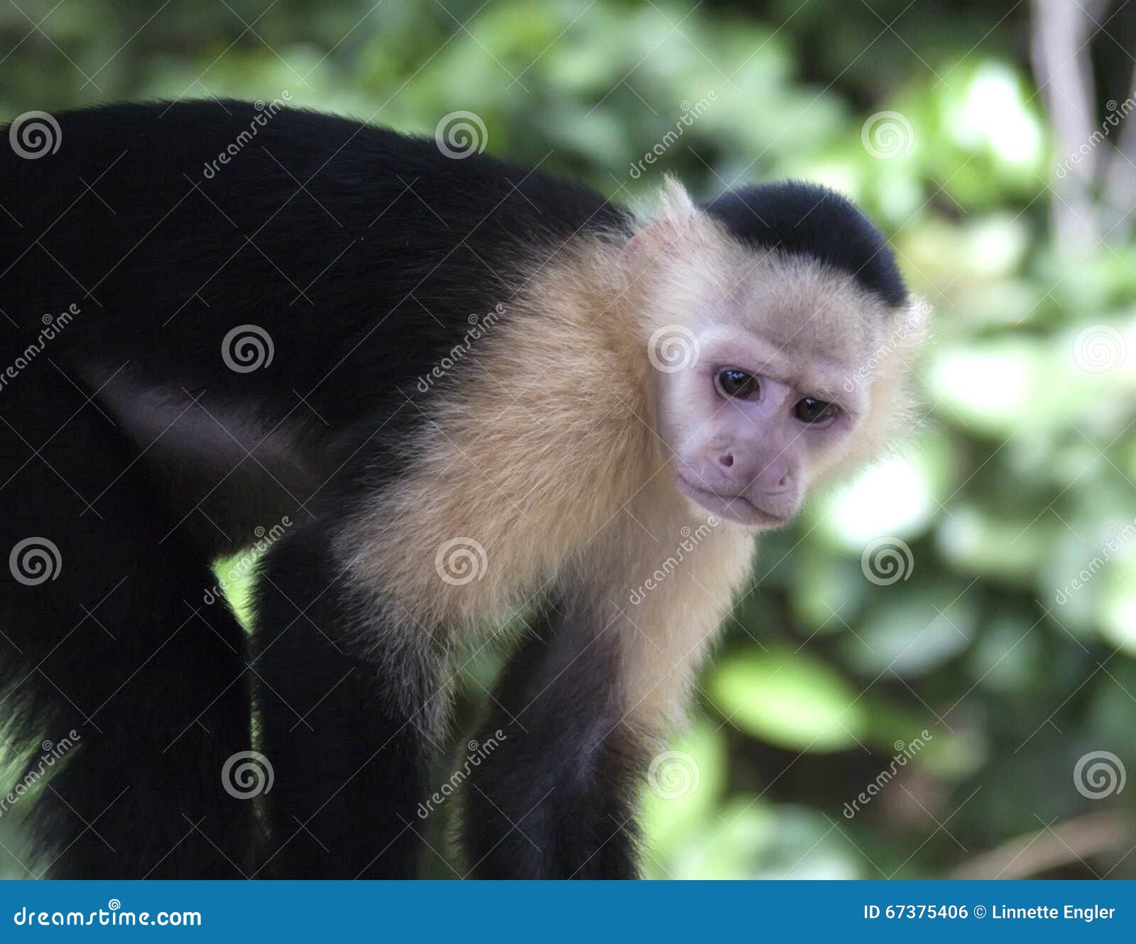 Capuchin White Faced Monkey Stock Photo - Image of wildlife, fauna ...