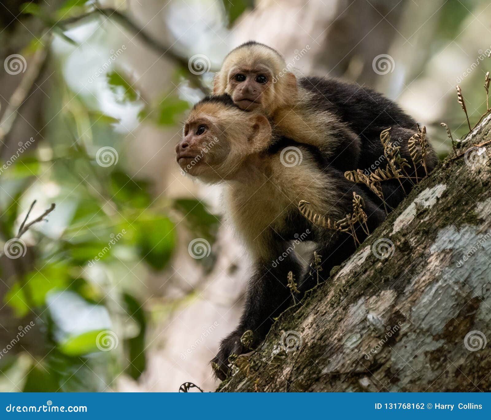 Capuchin White Faced Monkey Portrait Stock Photo - Image of fish ...
