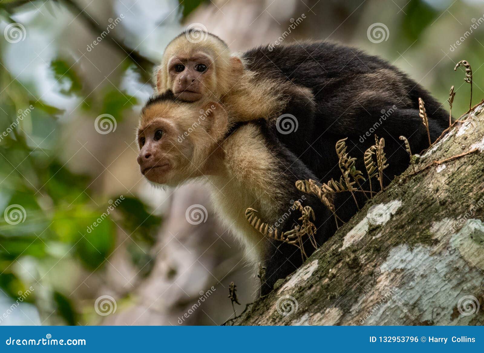 Capuchin White Faced Monkey Portrait Stock Photo - Image of portrait ...