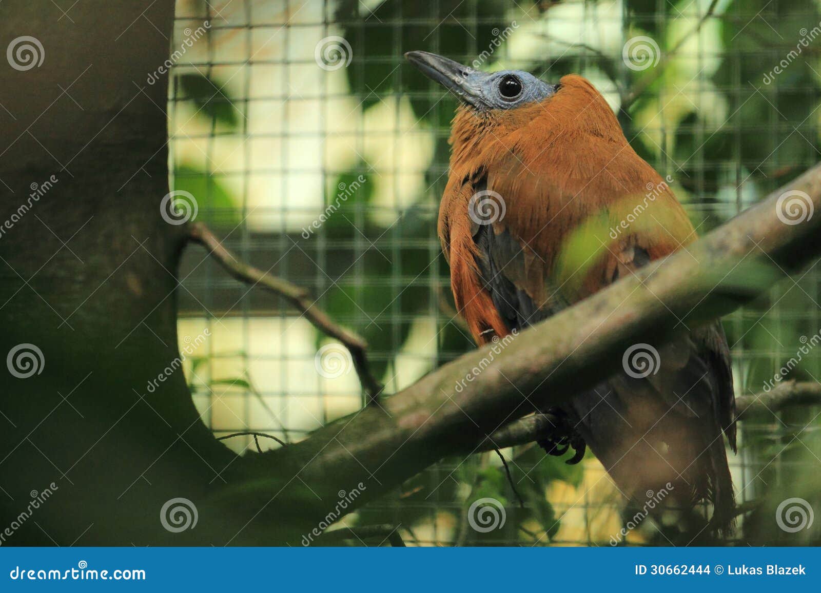 Capuchinbird stock photo. Image of tree, bird, branch - 30662444
