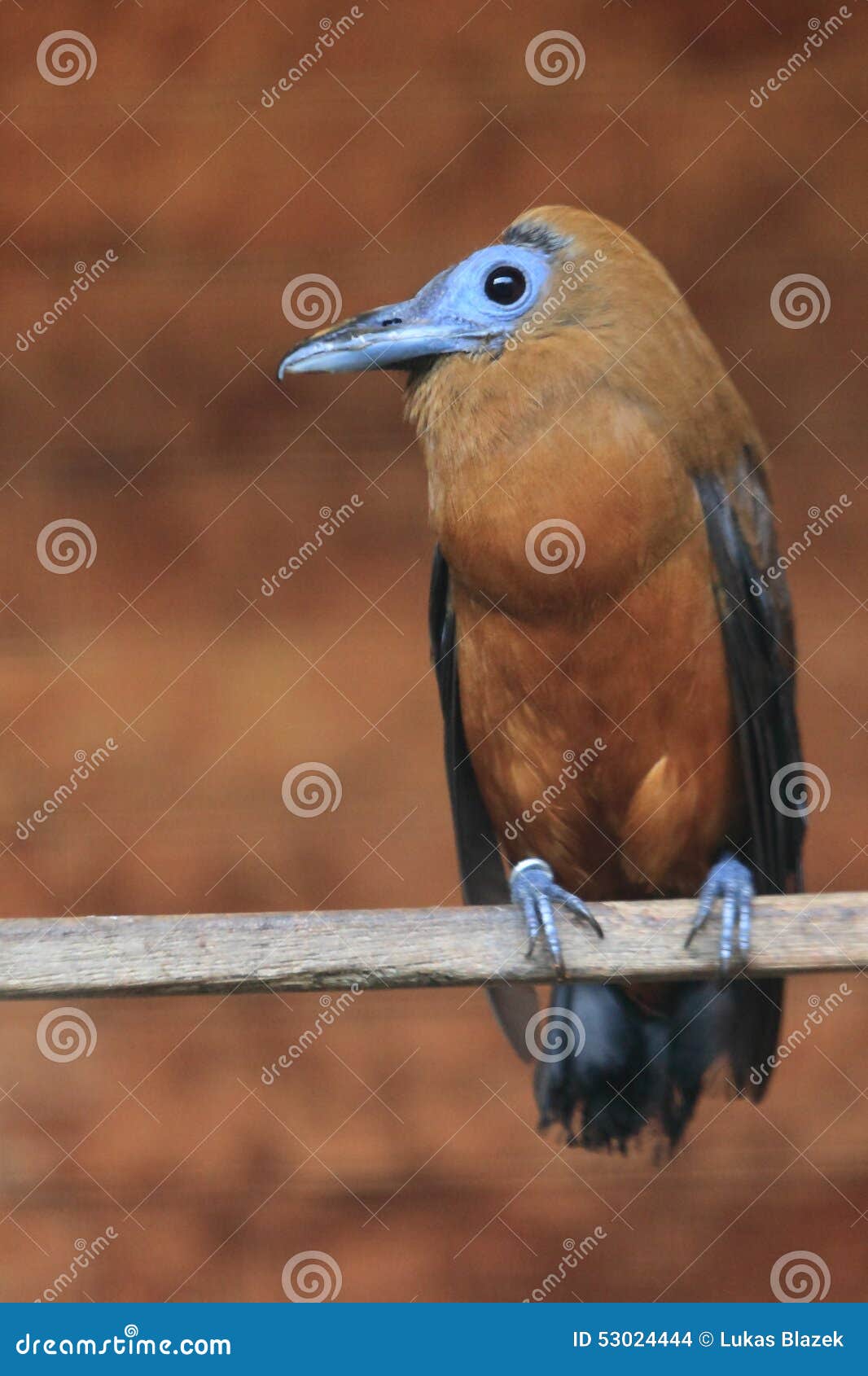 Capuchinbird stock photo. Image of adult, sitting, capuchin - 53024444