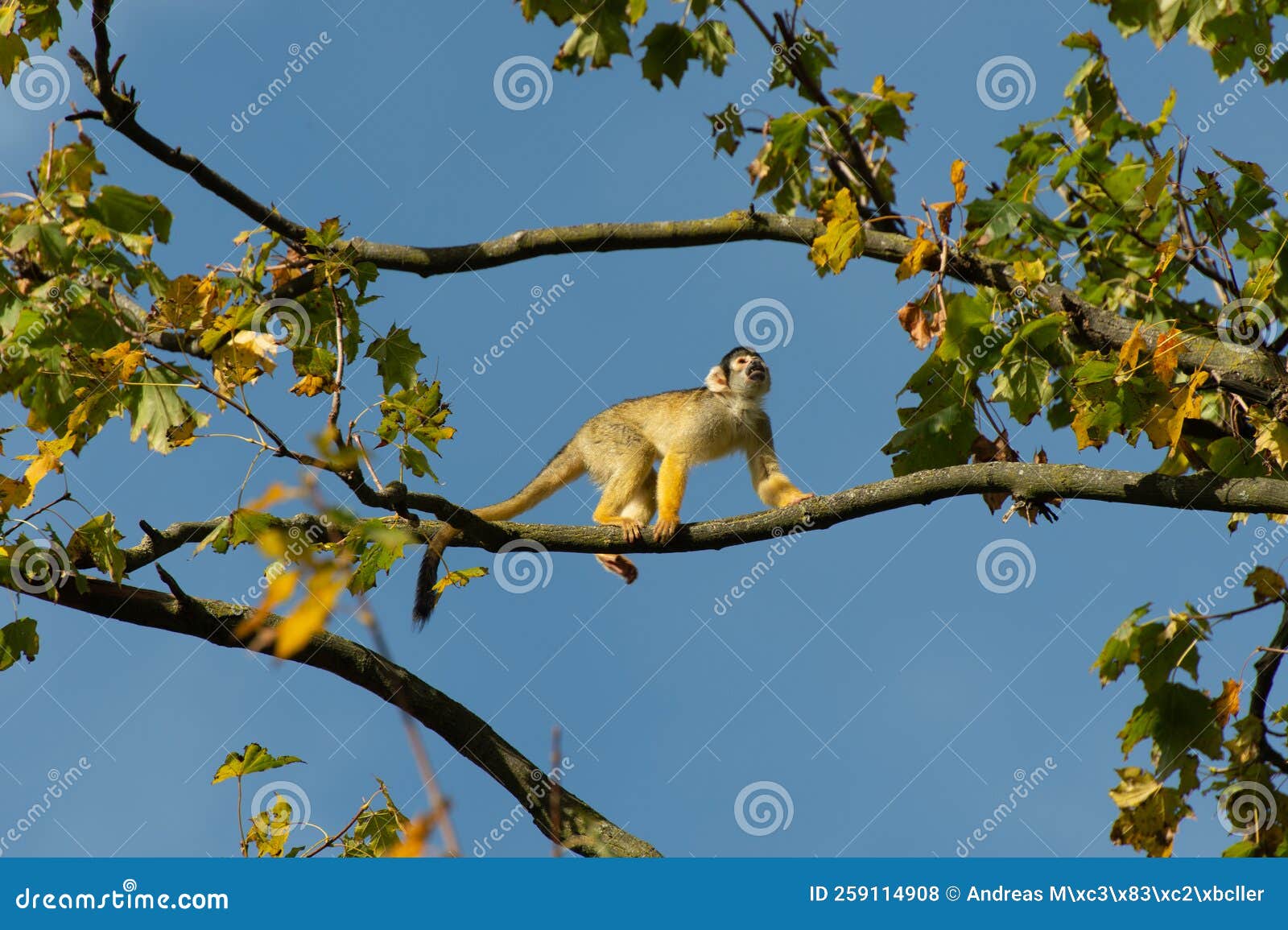 Capuchine Monkey on a tree stock photo. Image of capoucine - 259114908