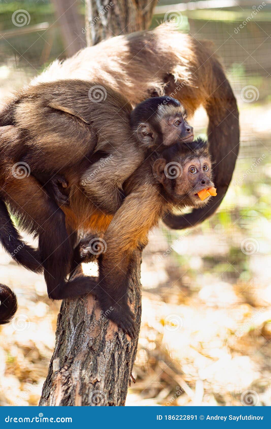 Capuchins Monkeys in Cage at Zoo Stock Image - Image of freedom ...