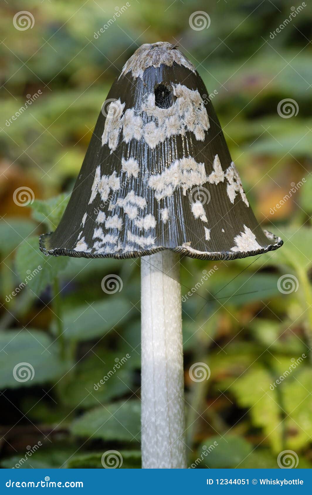 Capuchon De Pie - Picaceus De Coprinus Image stock - Image du verticale ...