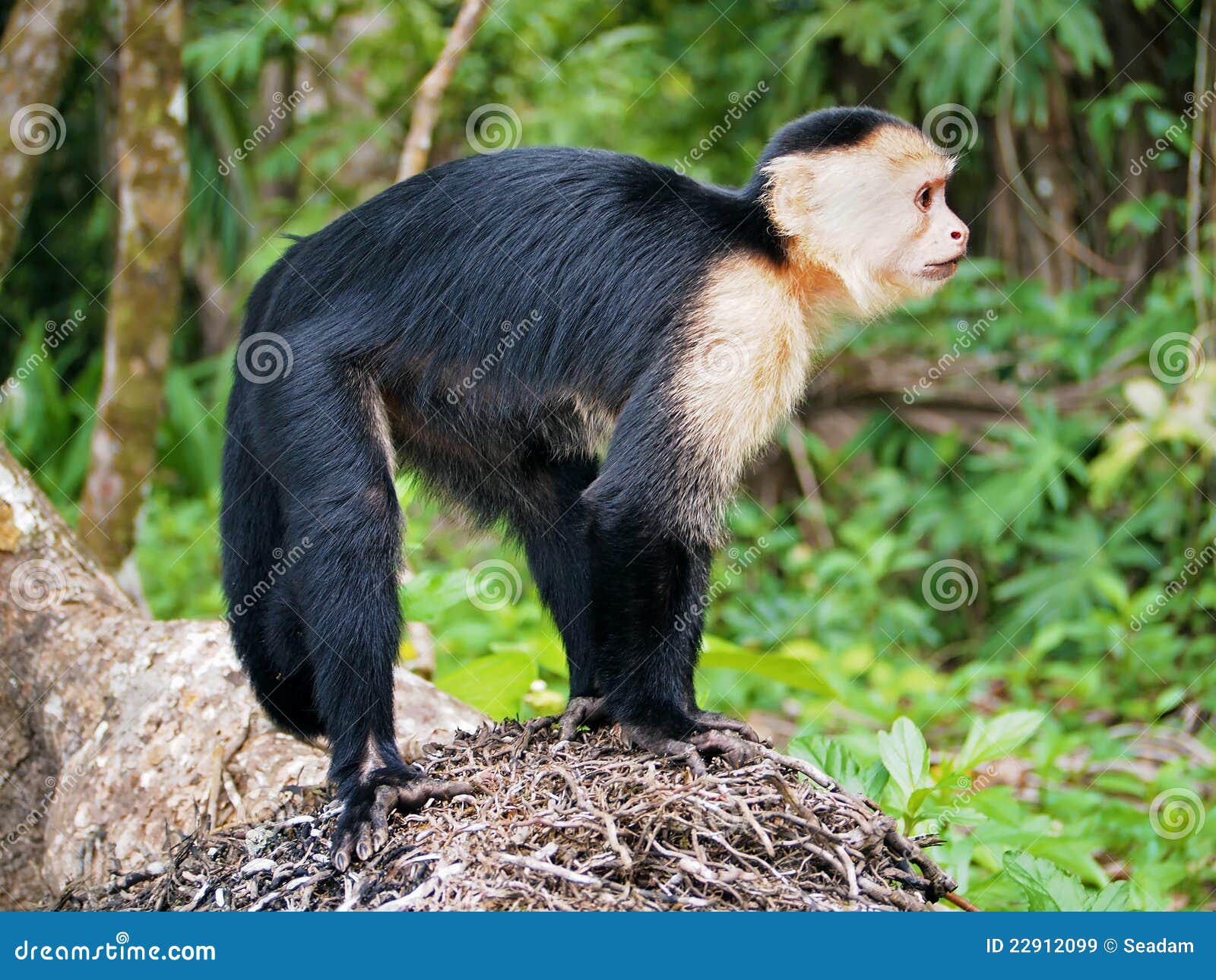 Capucin Monkey in Costa Rica Stock Image - Image of monkey, caribbean ...