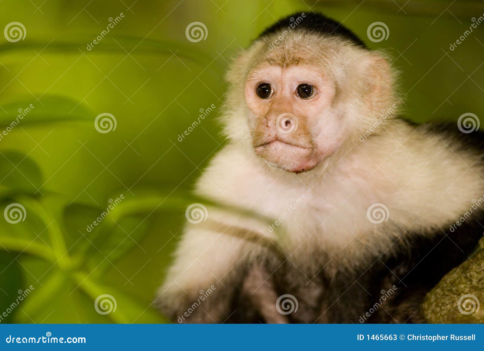 Capucin monkey in the wild stock image. Image of capucin - 1465663