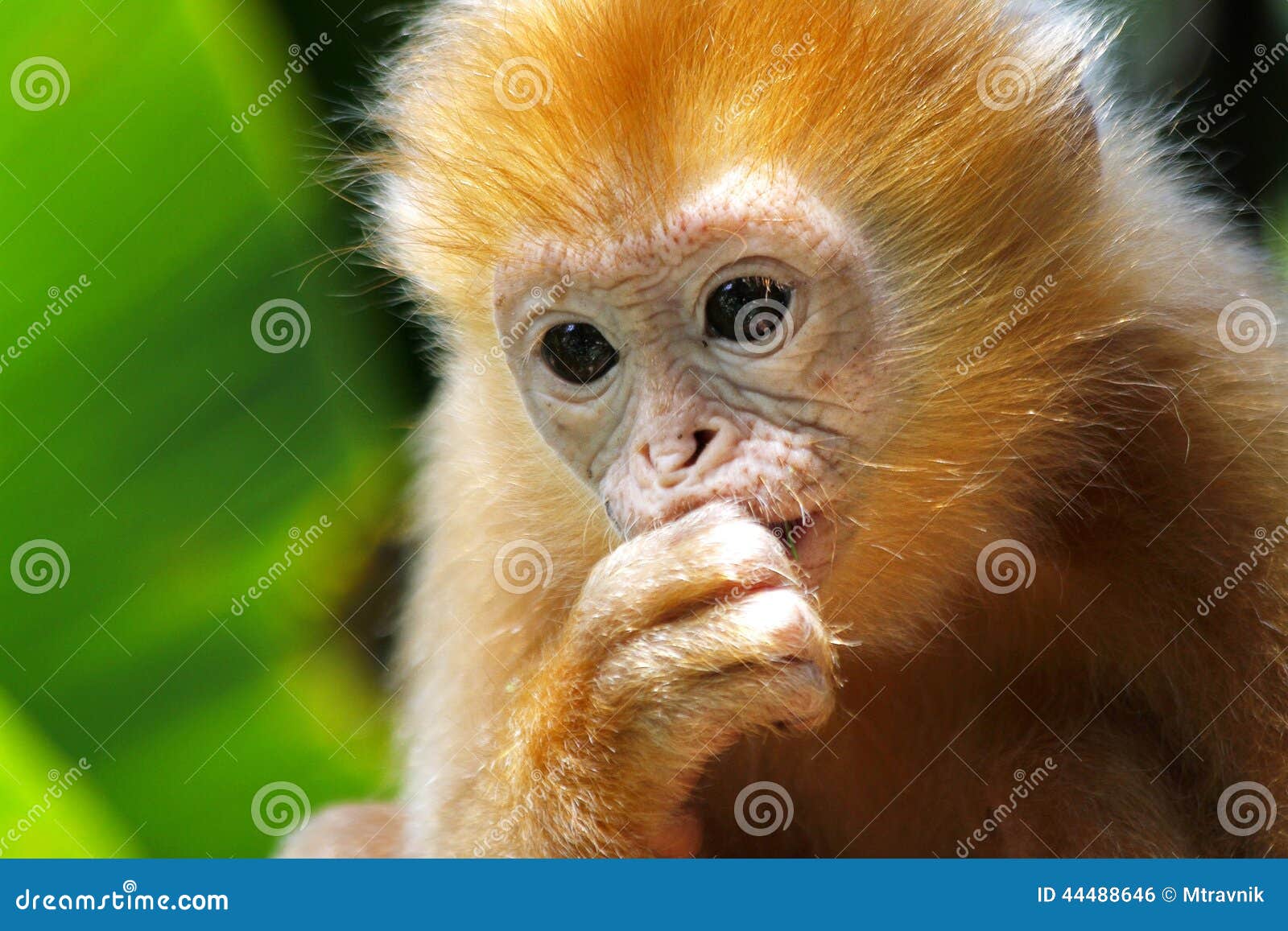 Capucine monkey portrait stock photo. Image of portrait - 44488646