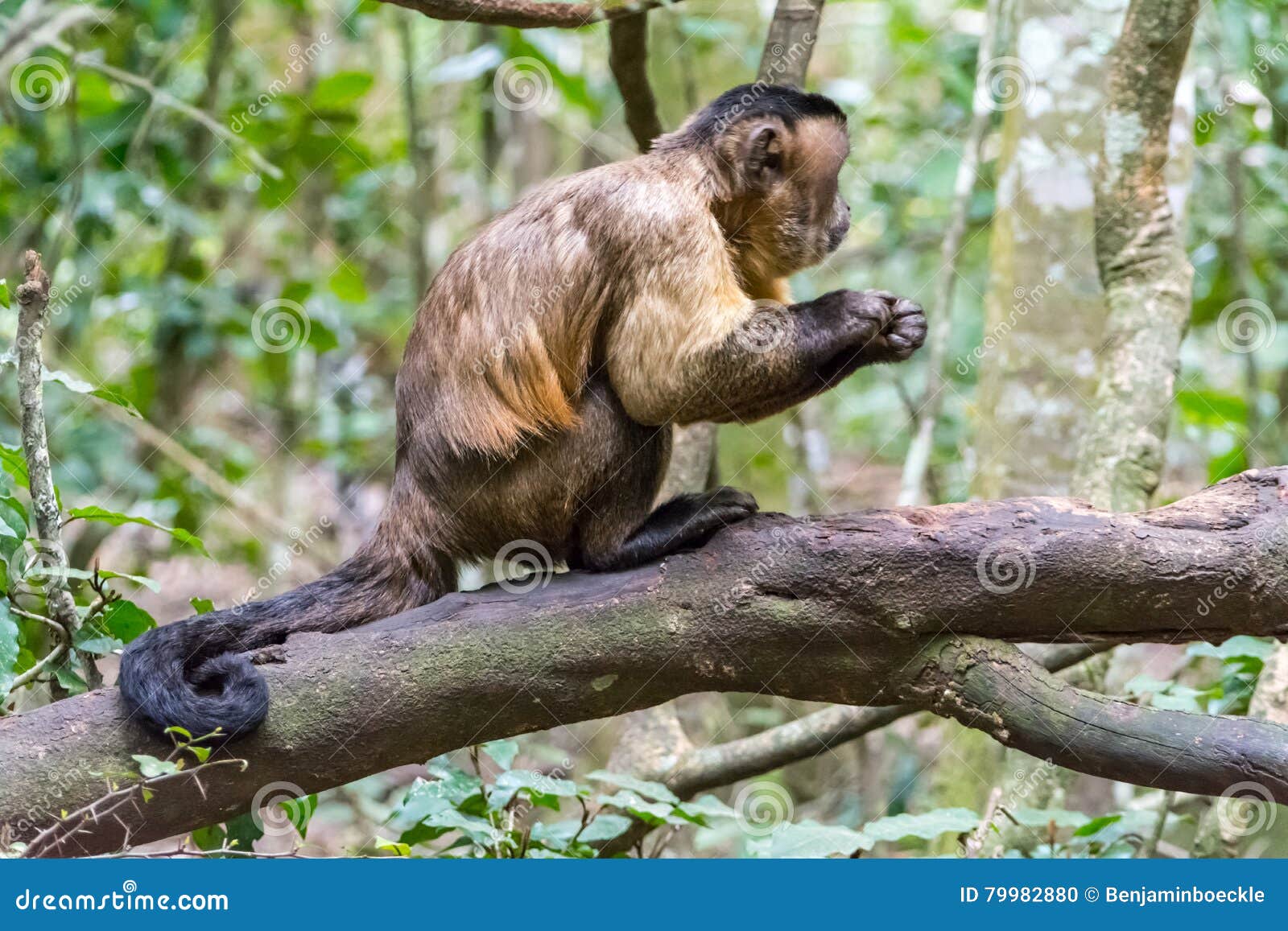 Capuciner Ape is Sitting on a Tree in the Jungle Stock Photo - Image of ...