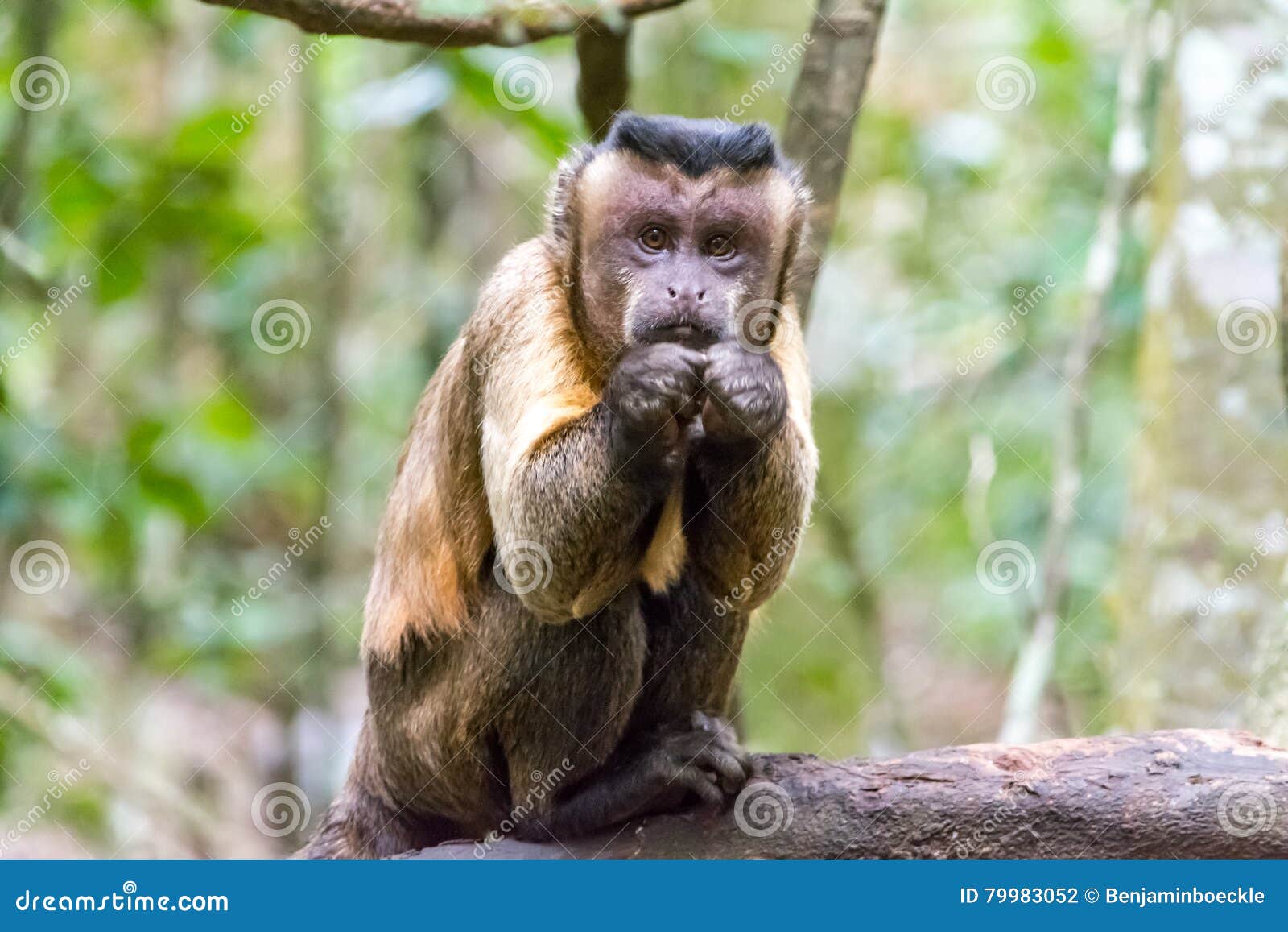 Capuciner Ape Is Sitting On A Tree In The Jungle Stock Photo ...