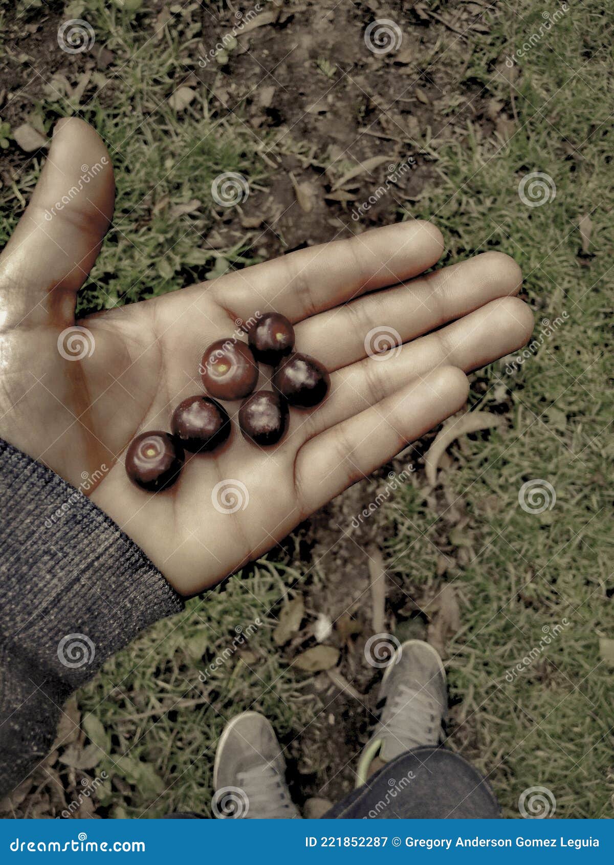 Capuli Fruit Stock Photos - Free & Royalty-Free Stock Photos from ...