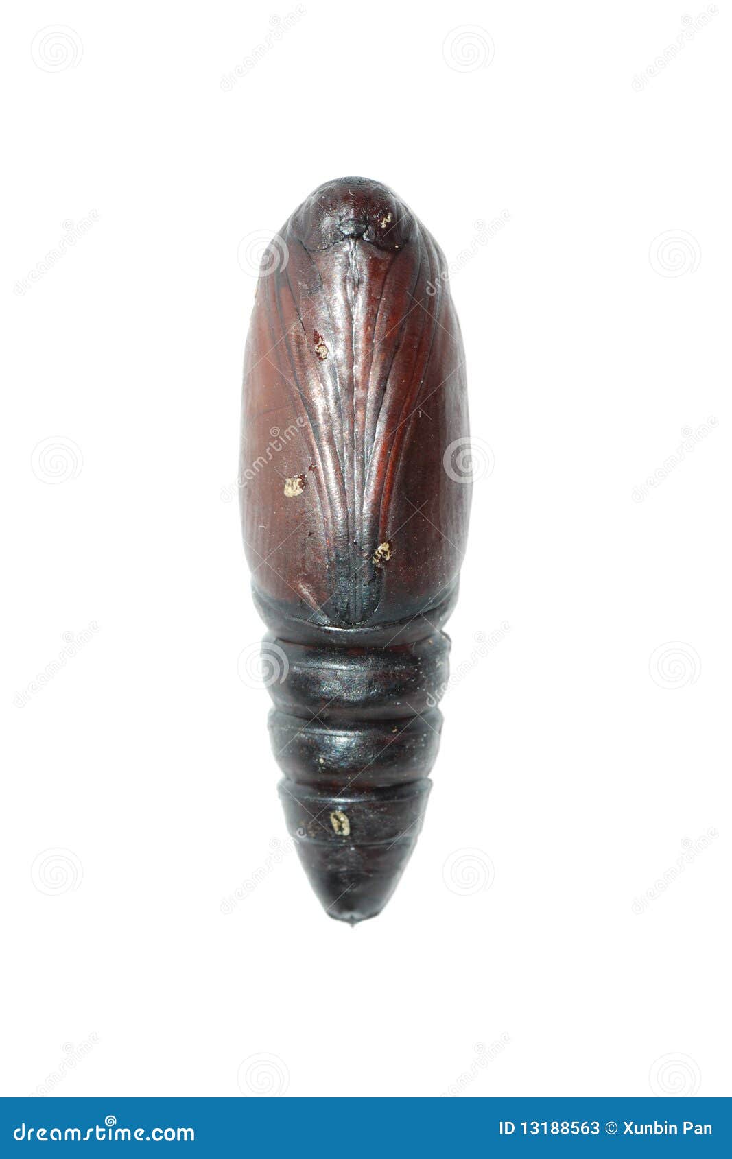 Capullo imagen de archivo. Imagen de hierba, flor, negro - 13188563