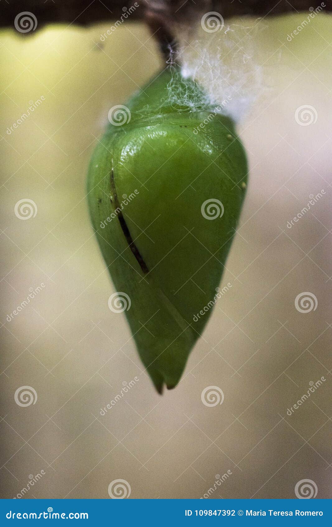 Capullo de la mariposa foto de archivo. Imagen de hermoso - 109847392