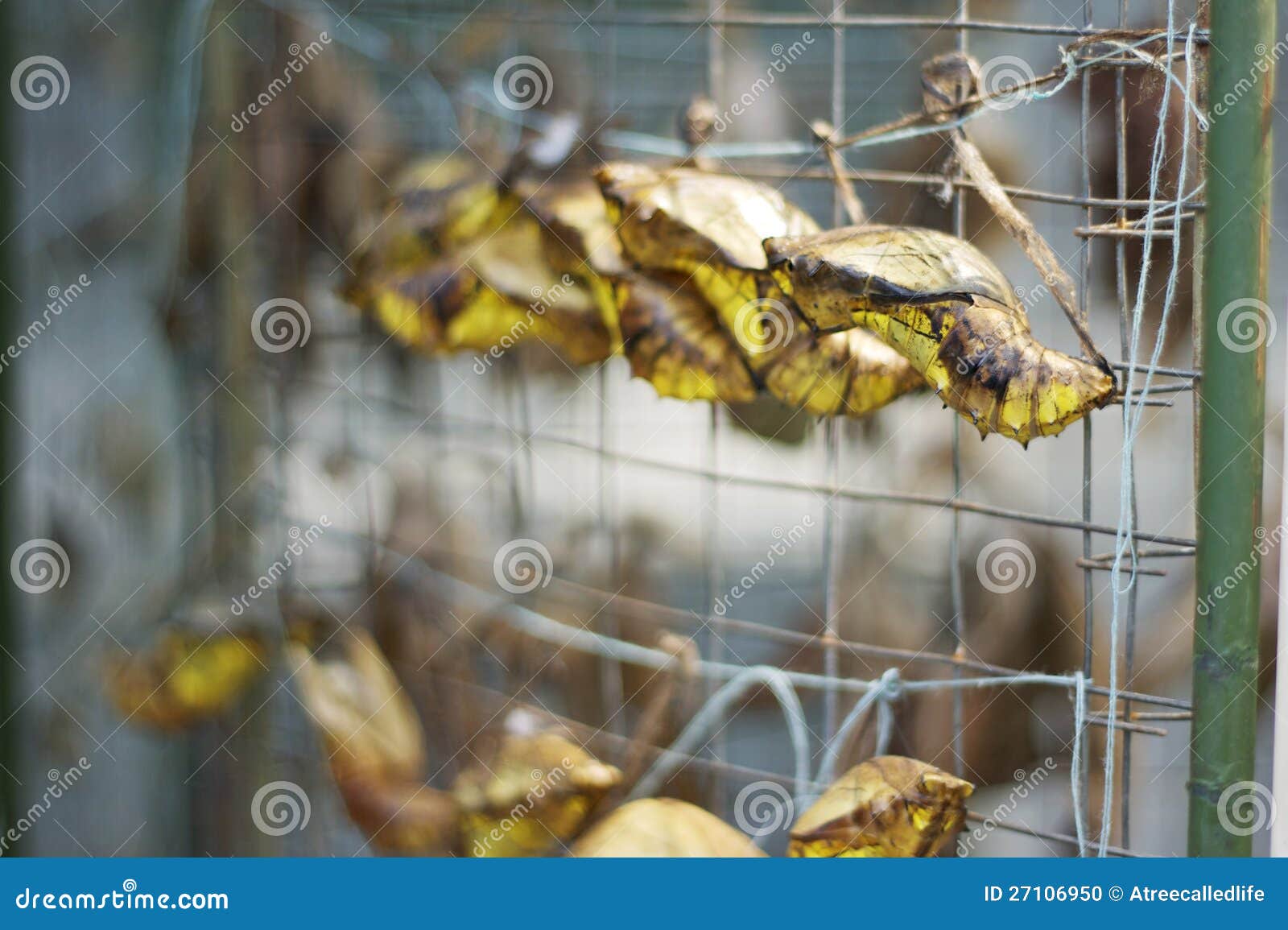 Capullo de la mariposa foto de archivo. Imagen de fila - 27106950