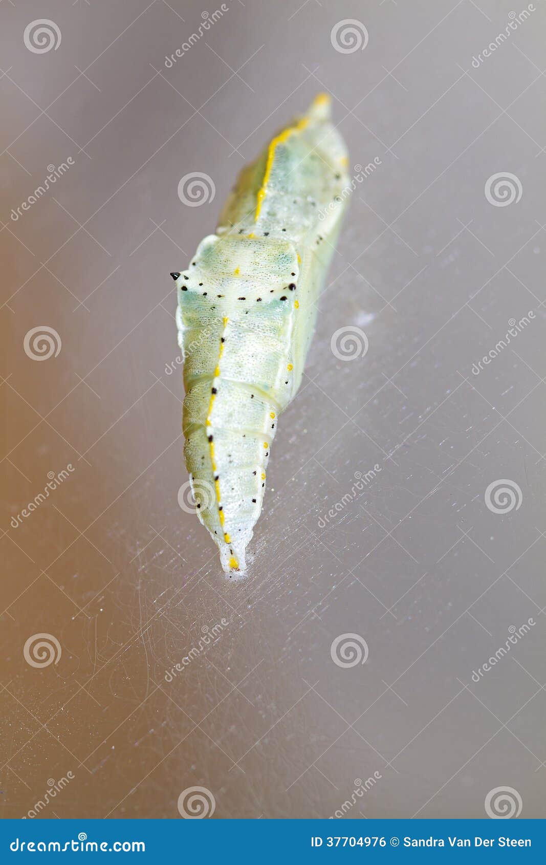Capullo De La Mariposa De Col (brassicae Del Pieris) Foto de archivo ...