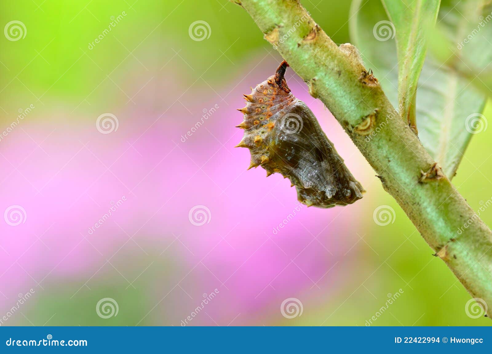 Capullo De La Mariposa De La Luna Azul Foto de archivo - Imagen de azul ...