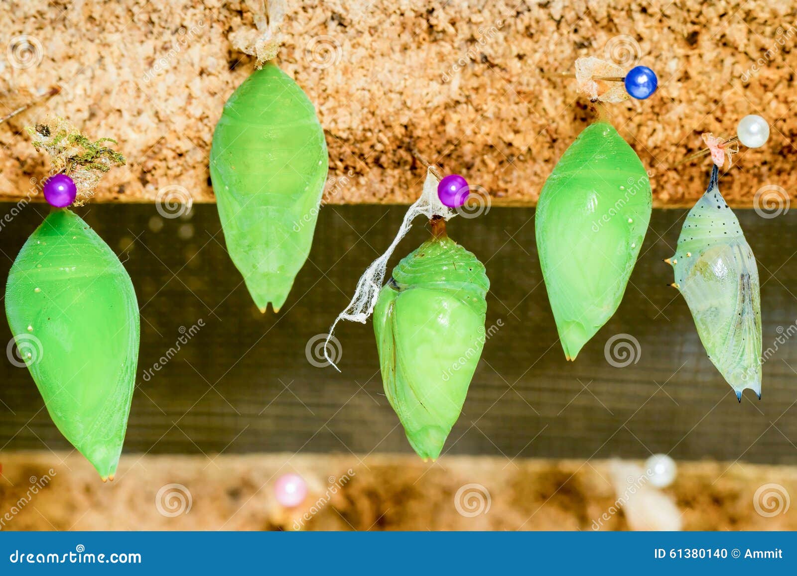 Capullo De La Mariposa De Monarca Foto de archivo - Imagen de insecto ...