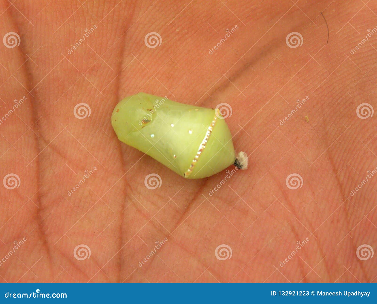 Capullo De La Mariposa De Monarca Imagen de archivo - Imagen de vida ...