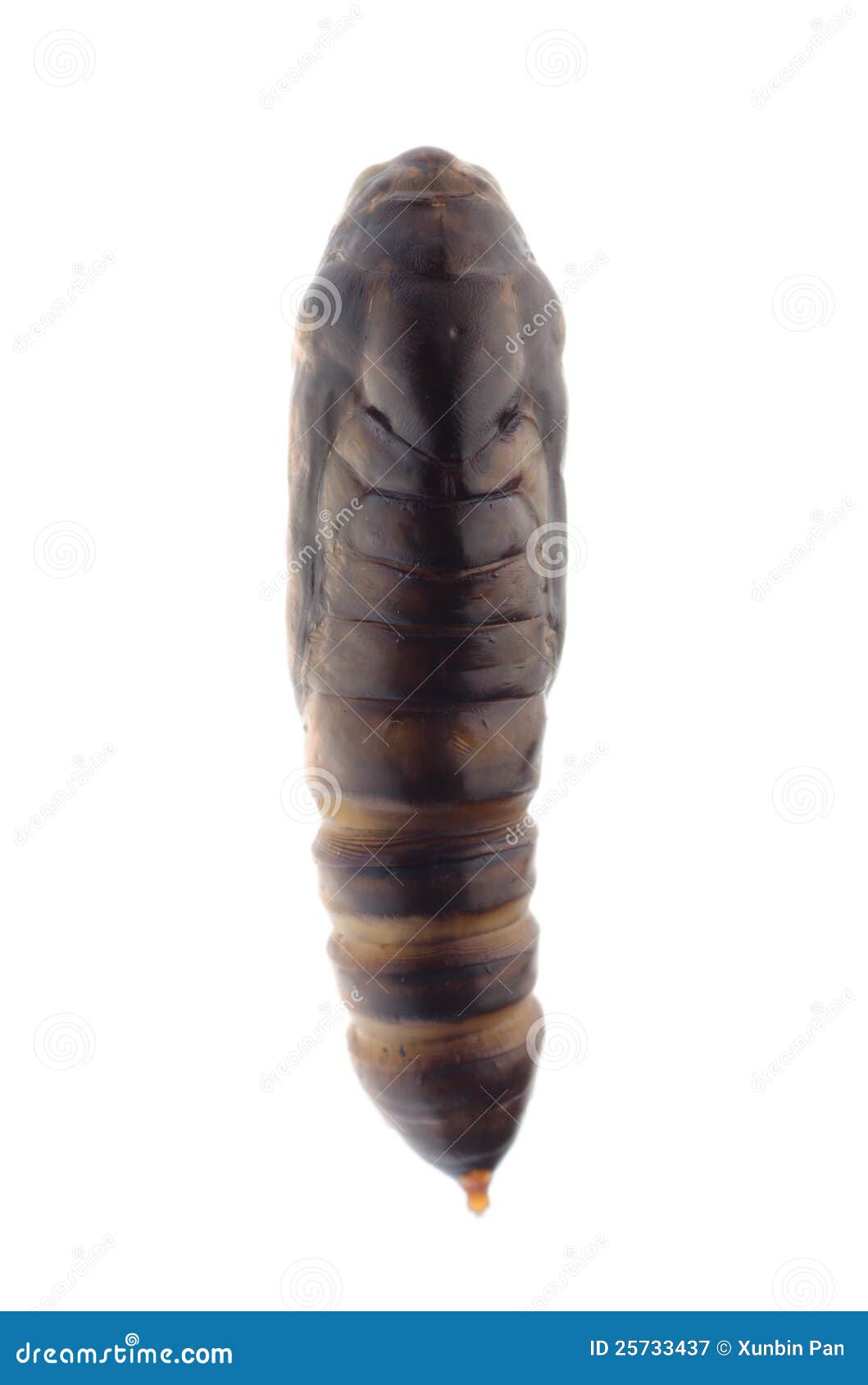 Capullo De La Polilla Del Hocico Imagen de archivo - Imagen de mariposa ...