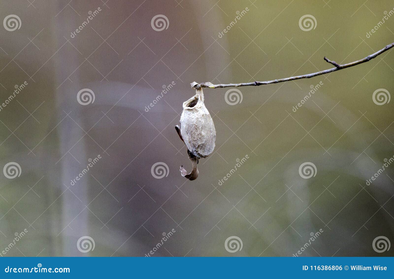 Capullo De La Polilla De Polyphemus, Georgia, Los E.E.U.U. Foto de ...