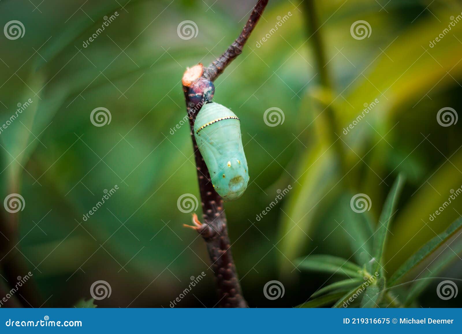 Capullo De Mariposa Esperando Para Eclosionar Imagen de archivo ...